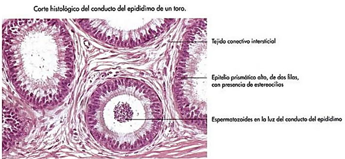 Epidídimo Histologia Testicular